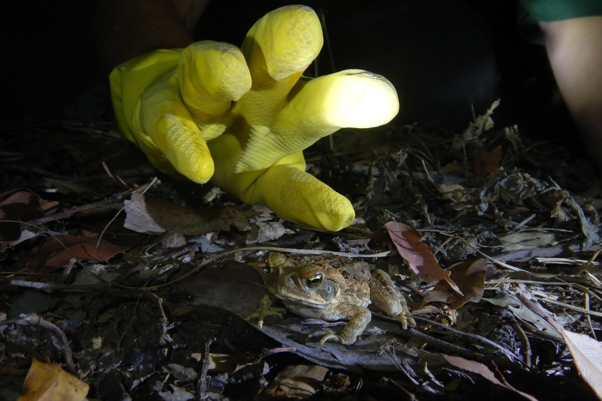 Join the fight against cane toads