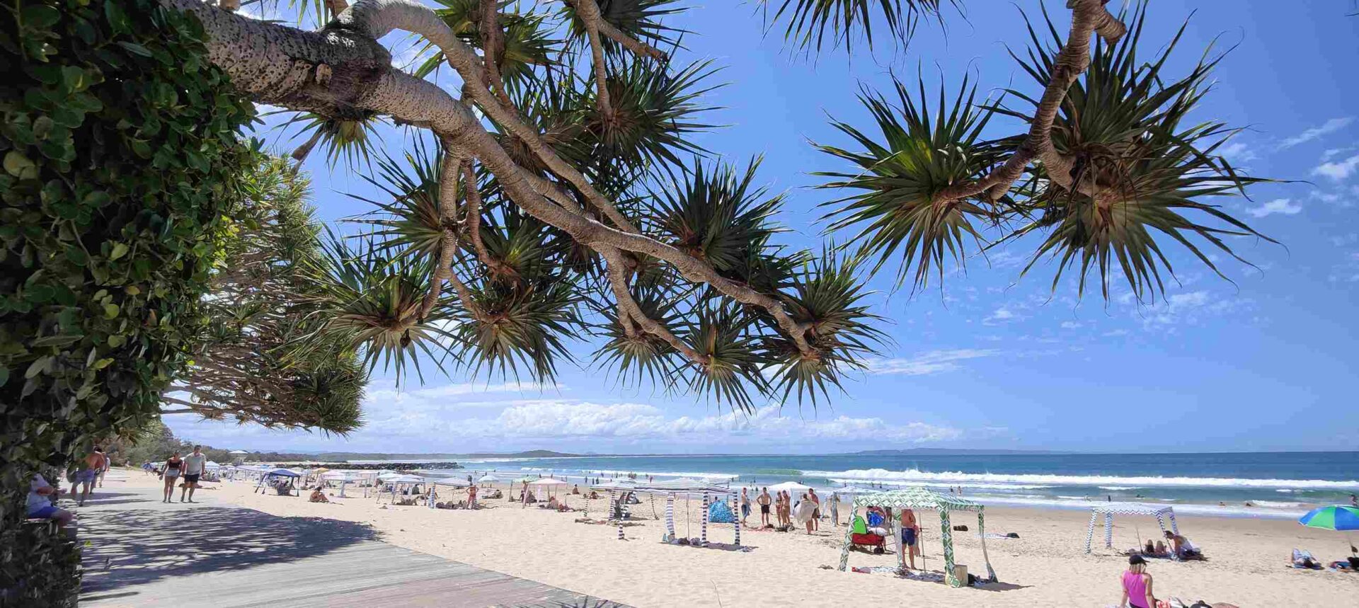 Photo of the day: Noosa pandanus