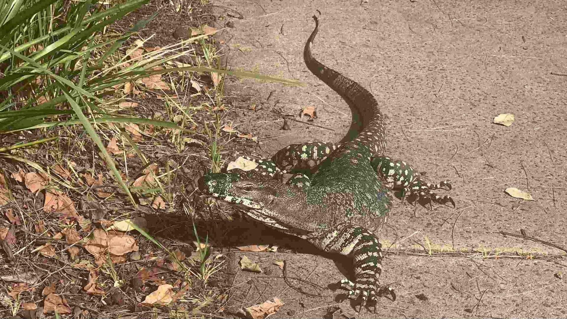 Photo of the day: Currimundi goanna