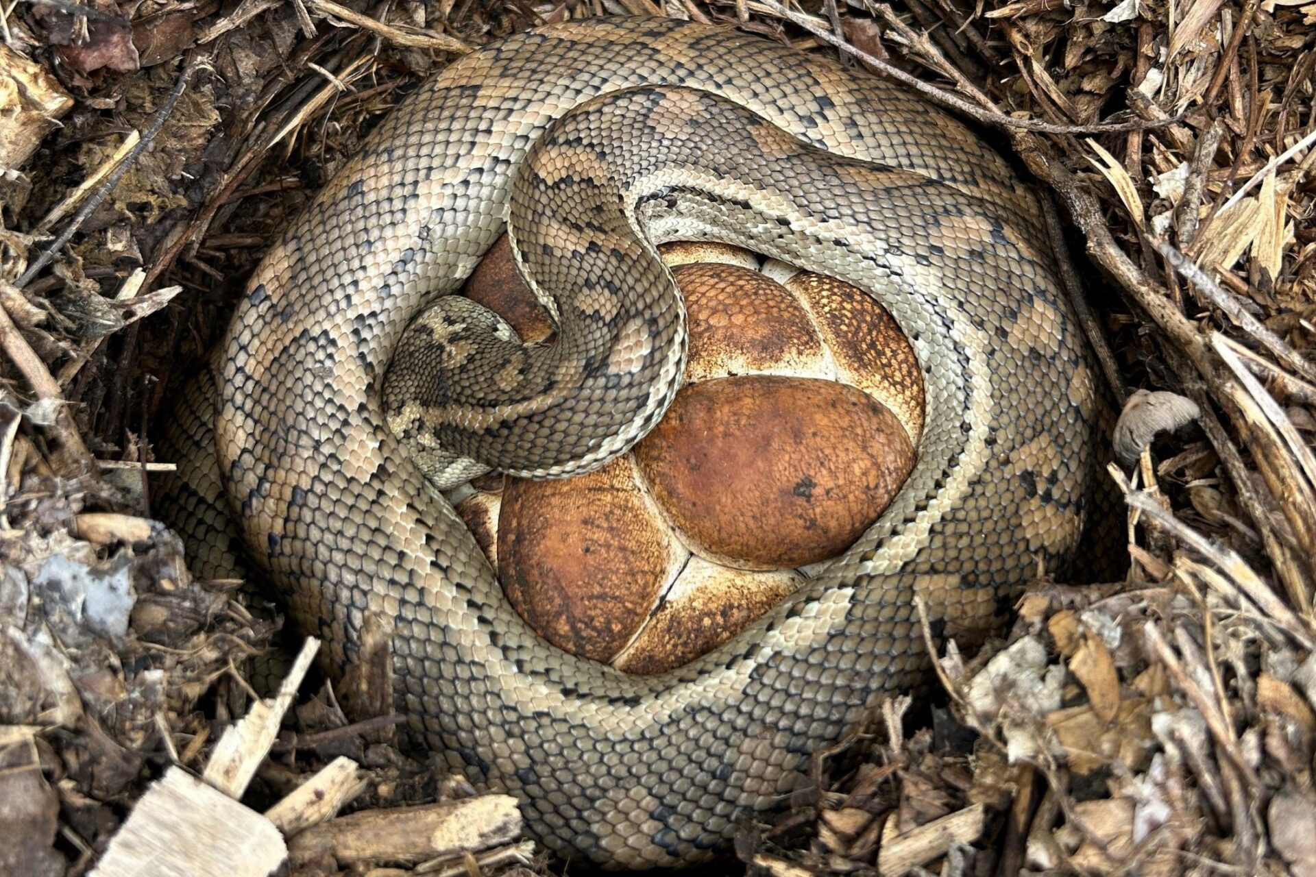 Not bread rolls: snake catcher’s picture goes viral