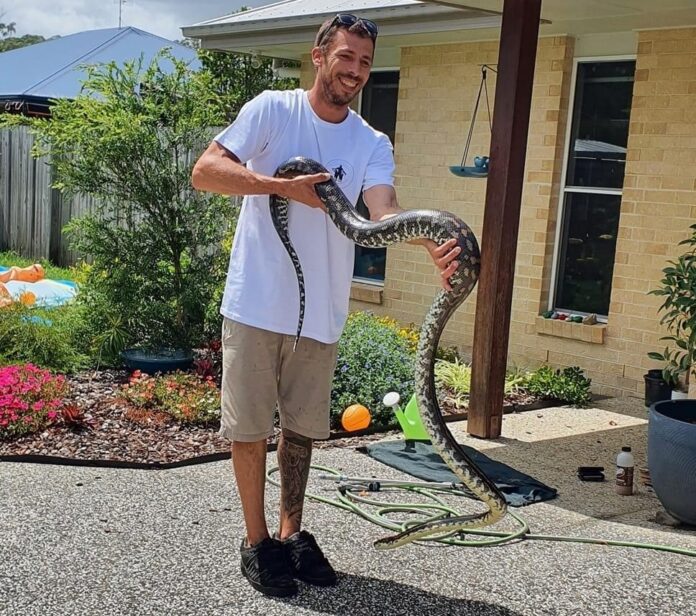 Not bread rolls: snake catcher’s picture goes viral