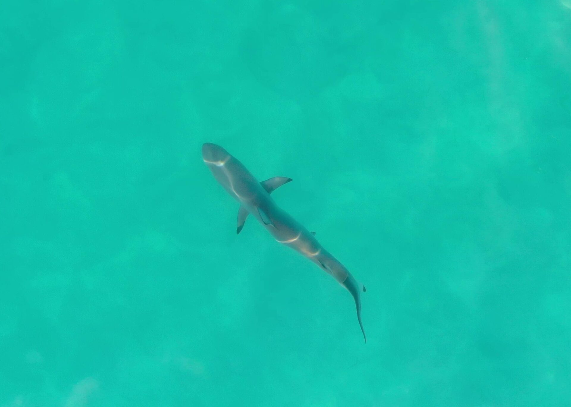 Bird's eye view of sharks brings other benefits