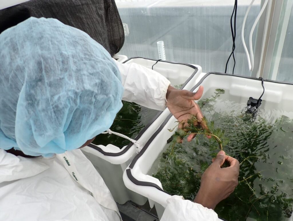 Scientists hatch weevil plan to conquer invasive plant