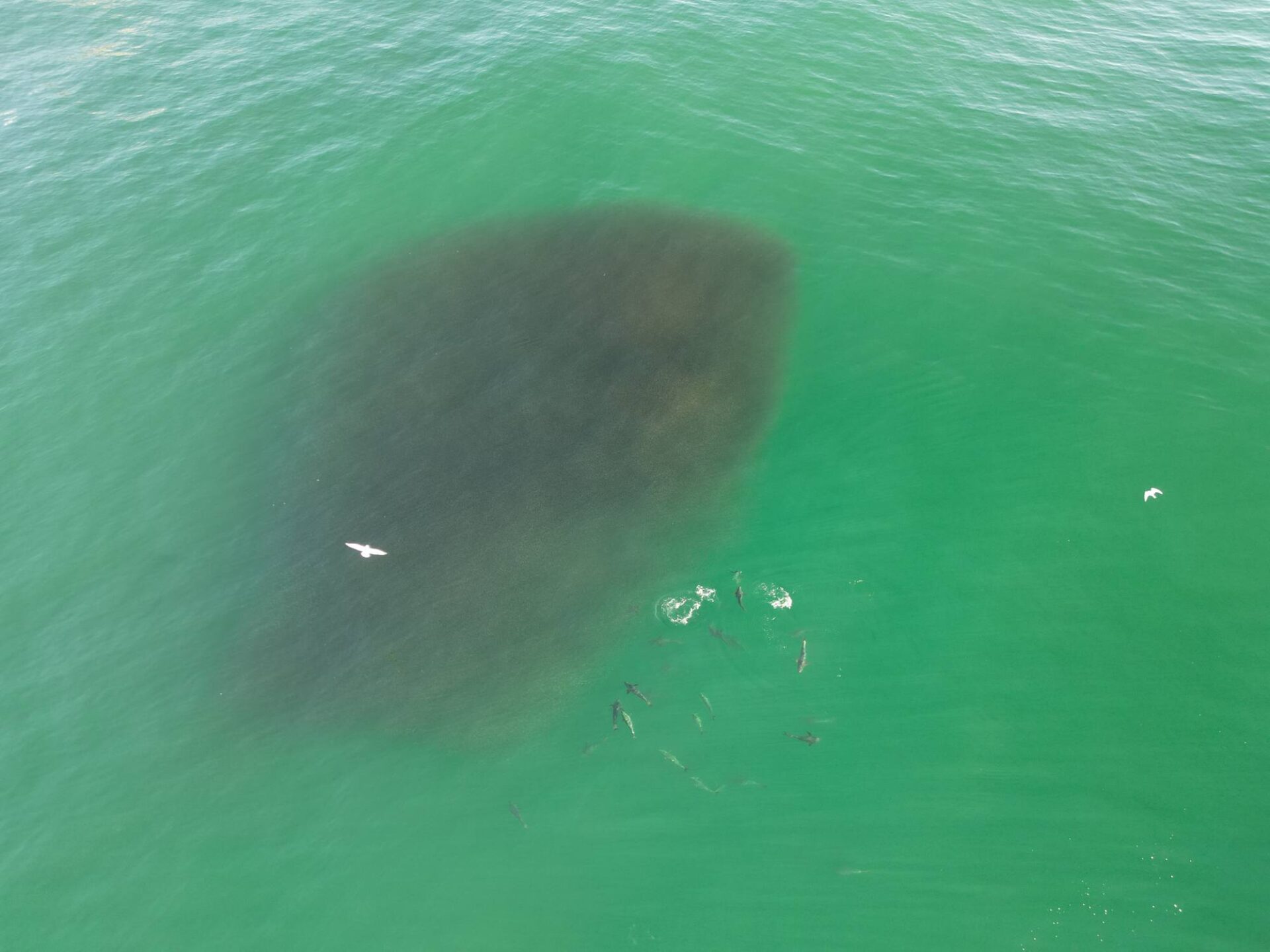 IN PHOTOS: Great balls of bait fish close to beaches