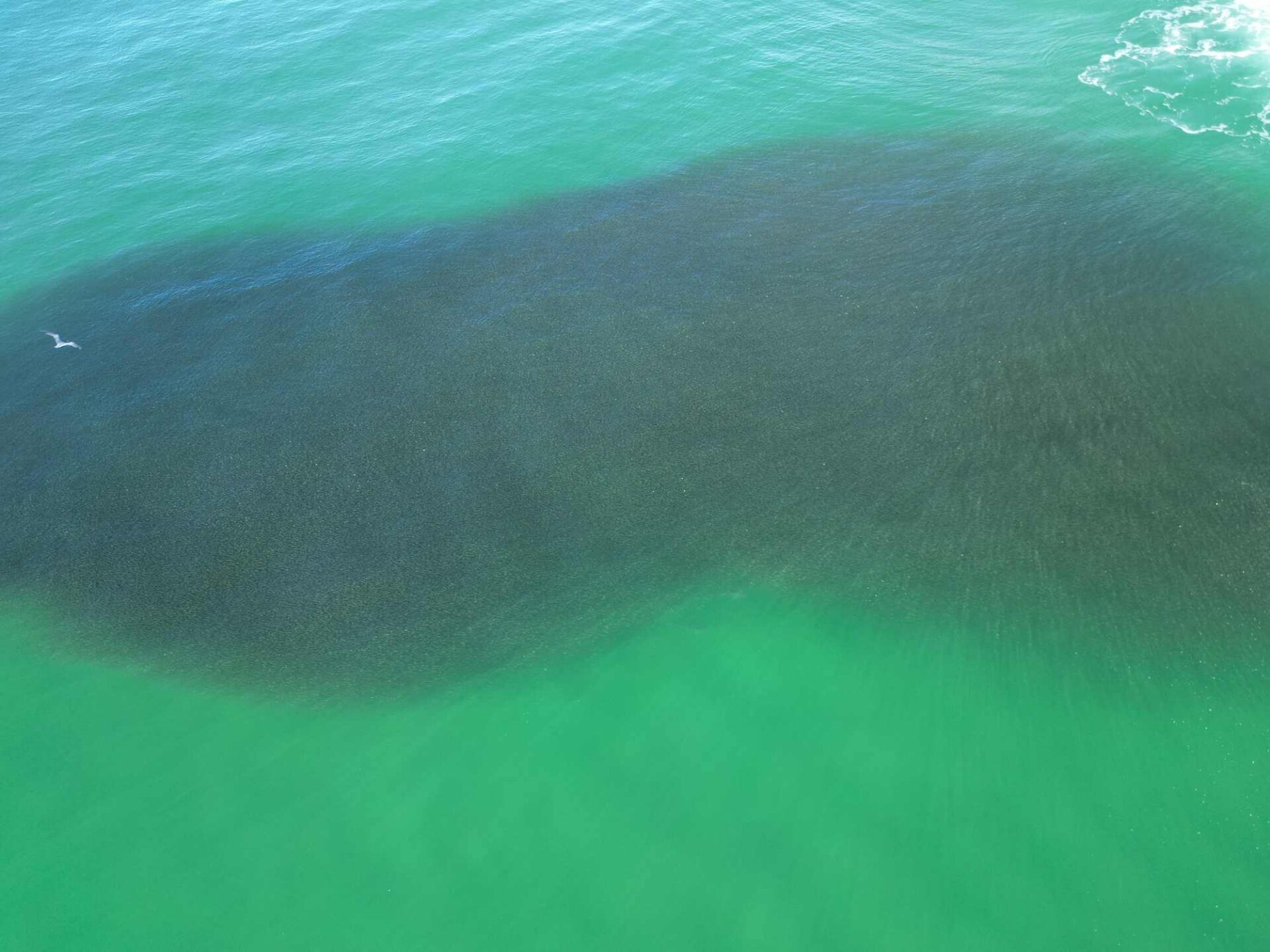 IN PHOTOS: Great balls of bait fish close to beaches