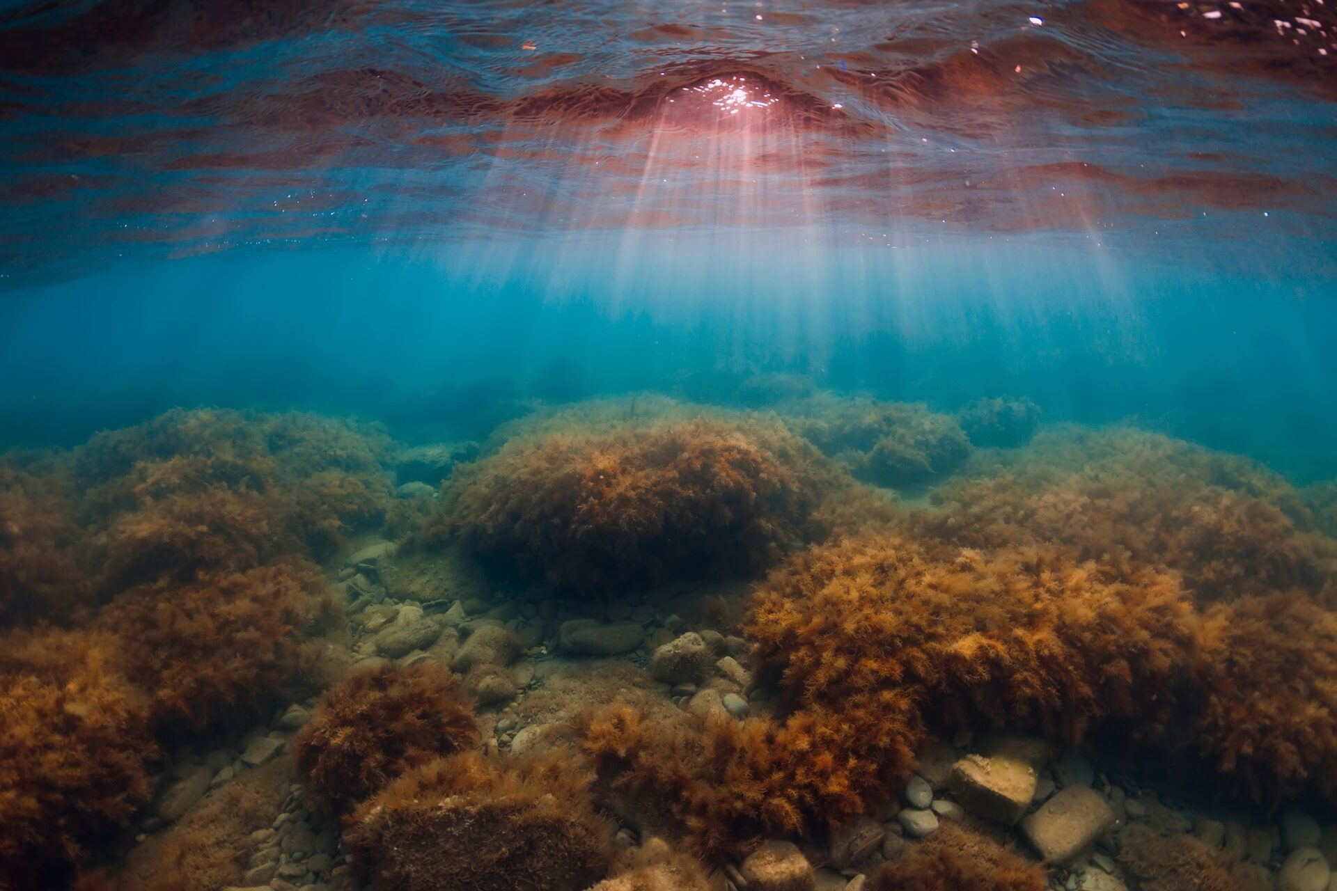 Dramatic changes to local reefs prompt push for restoration