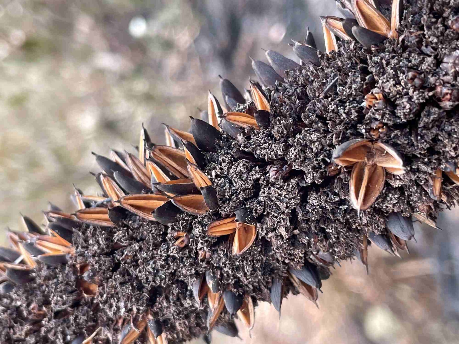 Planned burns coming to nine areas of Coast