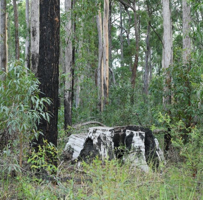 Tree-mendous: more state forests officially protected