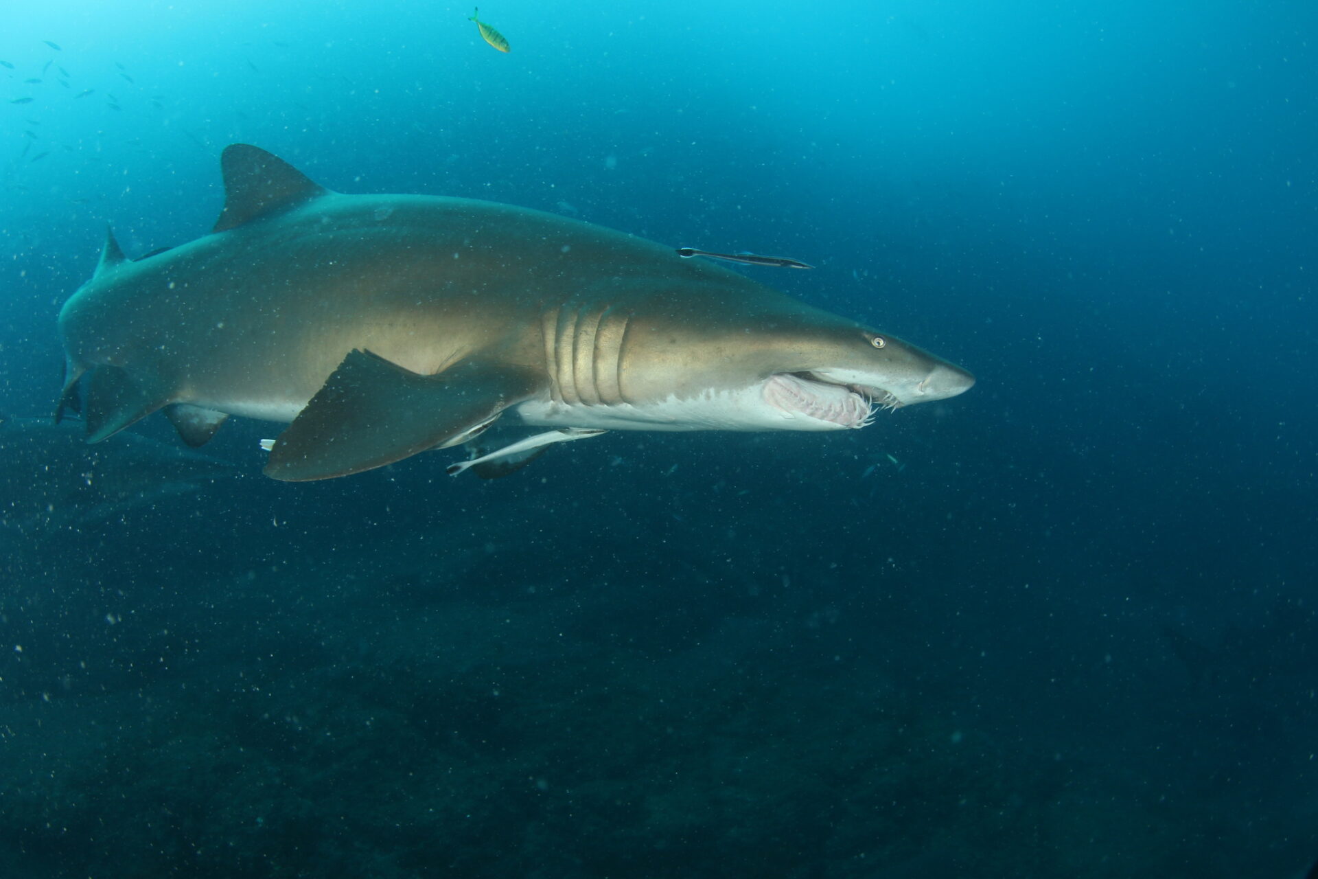 Fierce-looking but mild-mannered shark closer to extinction