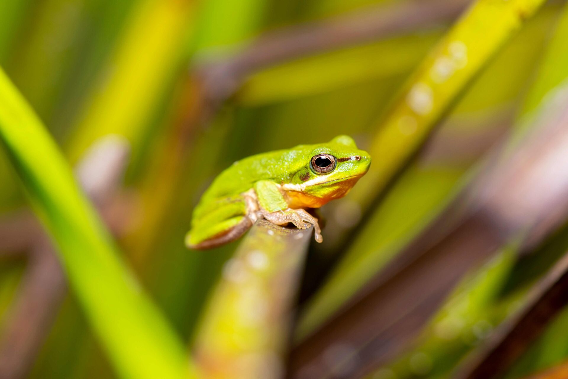 Vulnerable frog thriving in created habitat