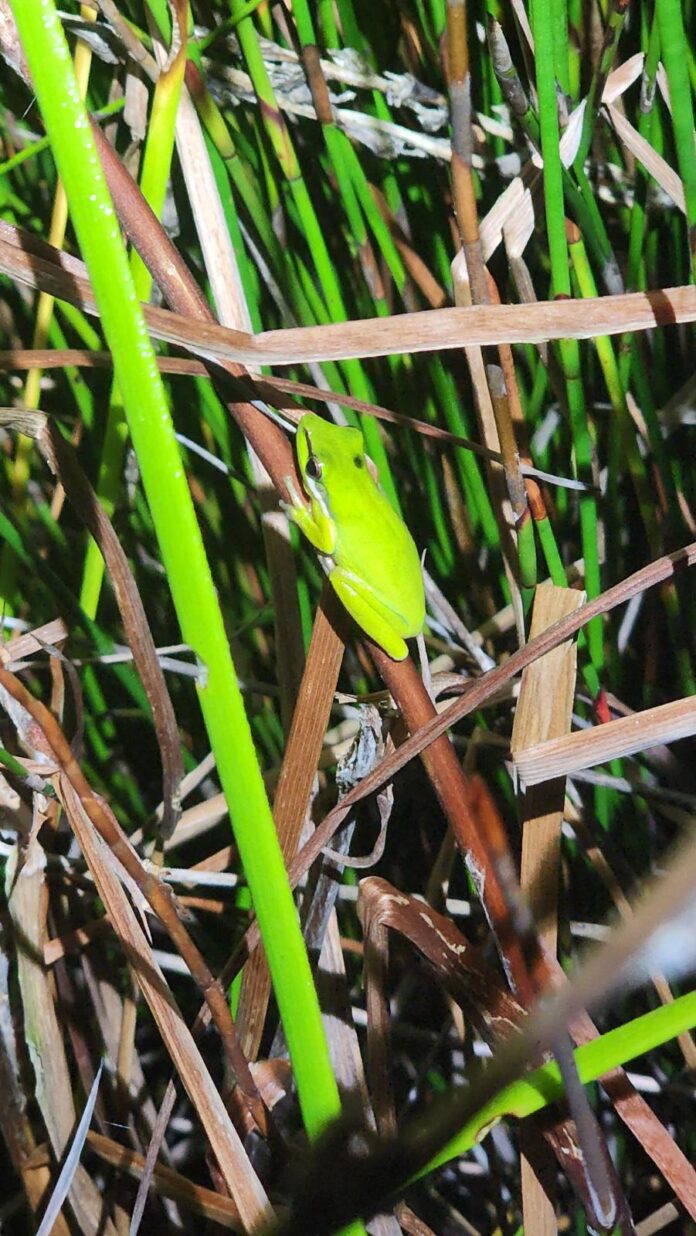 Vulnerable frog thriving in created habitat