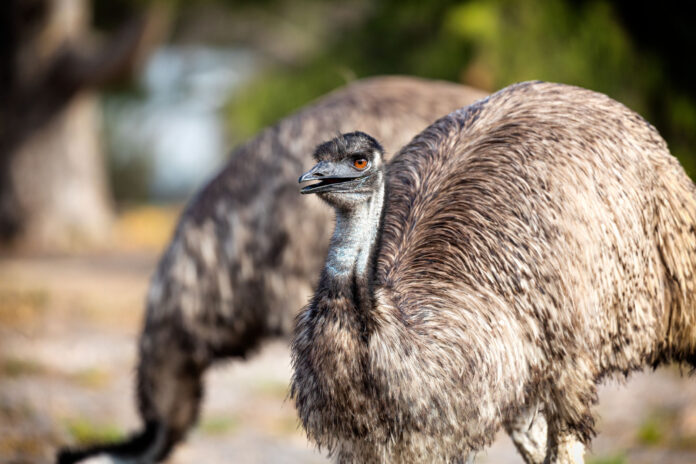'Friendly and fluffy' emu joins the running fun