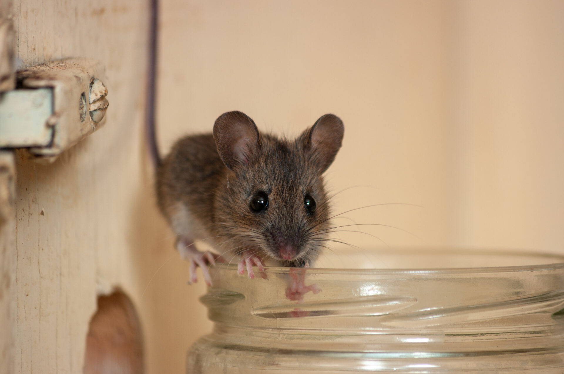 Rodents on the way: rats and mice set to invade homes