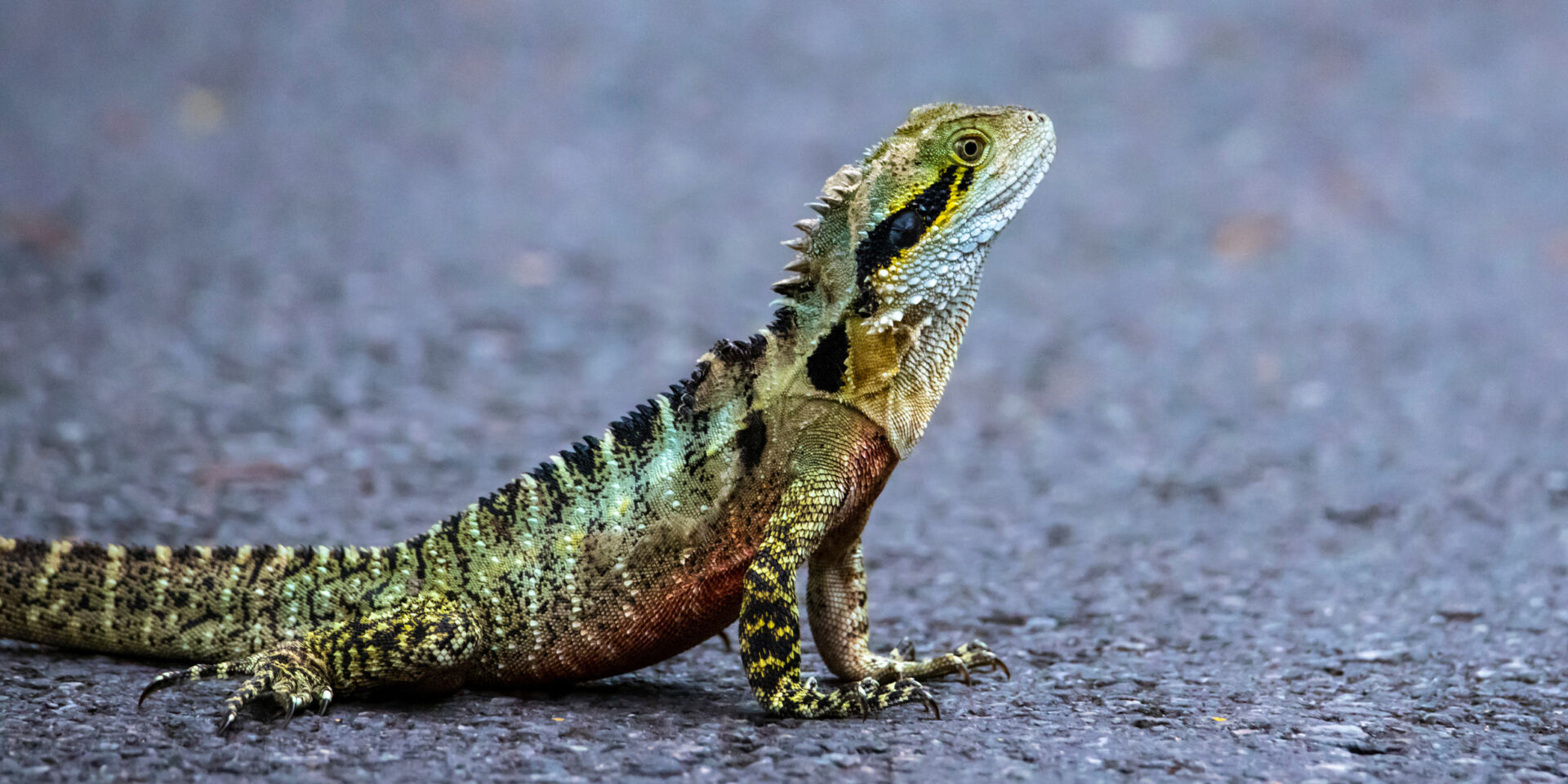 New signs urge motorists to watch out for lizards and more