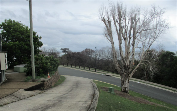 Poisoned trees found opposite beachfront properties