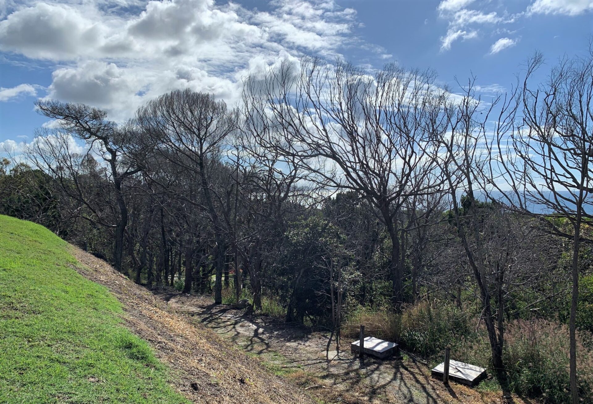 Poisoned trees found opposite beachfront properties