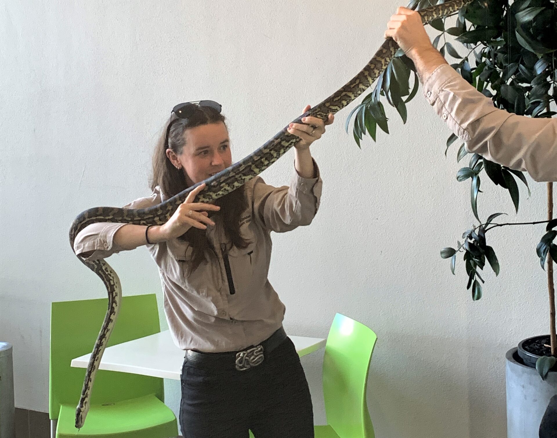 'Chilled out': sssurprise guest found hiding at RSL