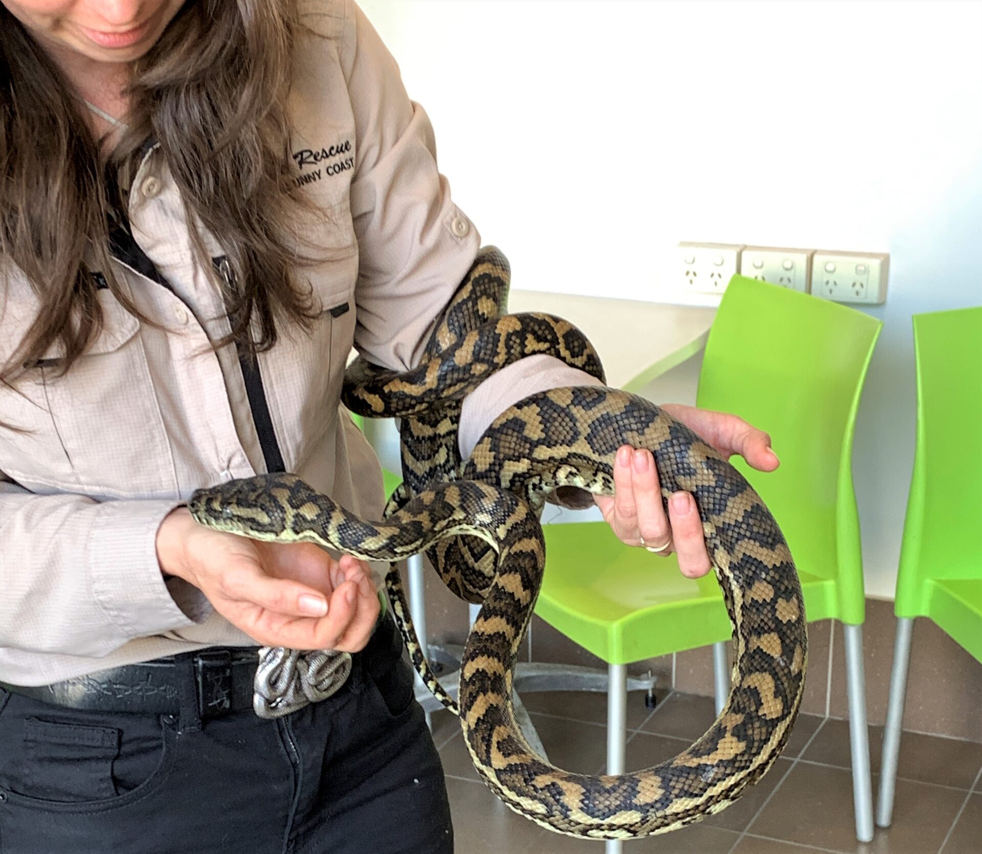 'Chilled out': sssurprise guest found hiding at RSL