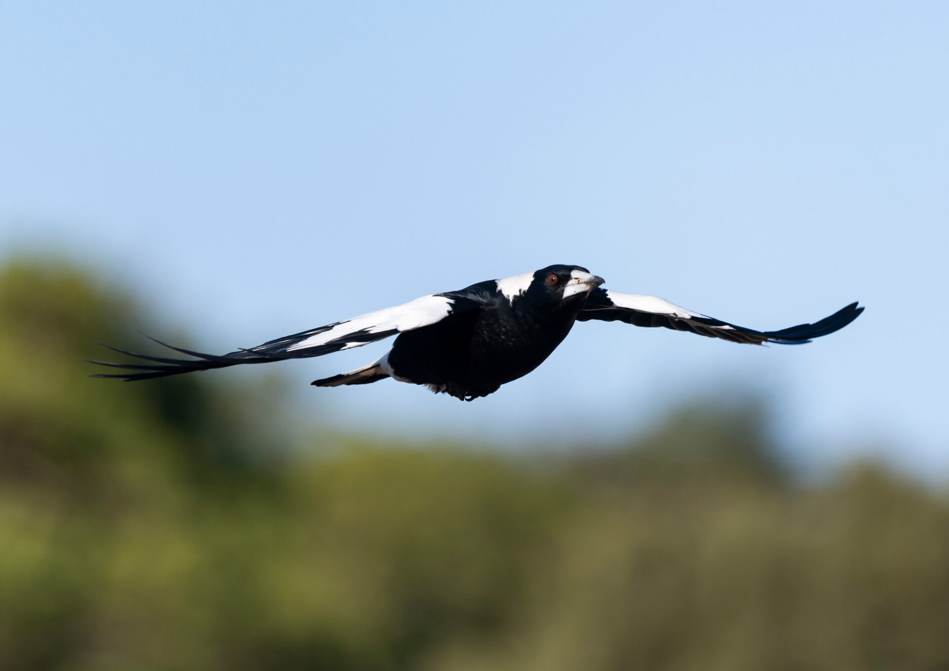 'Long memories': how to stay safe in magpie season