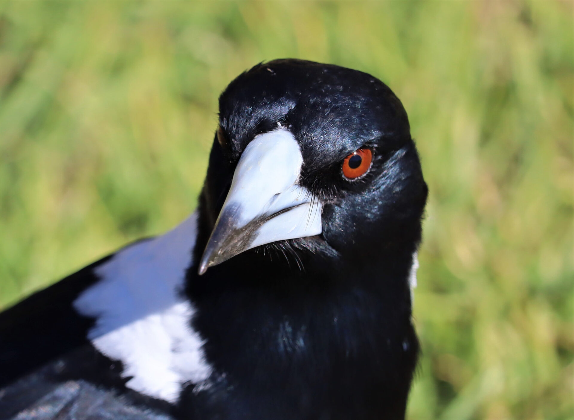 'Long memories': how to stay safe in magpie season
