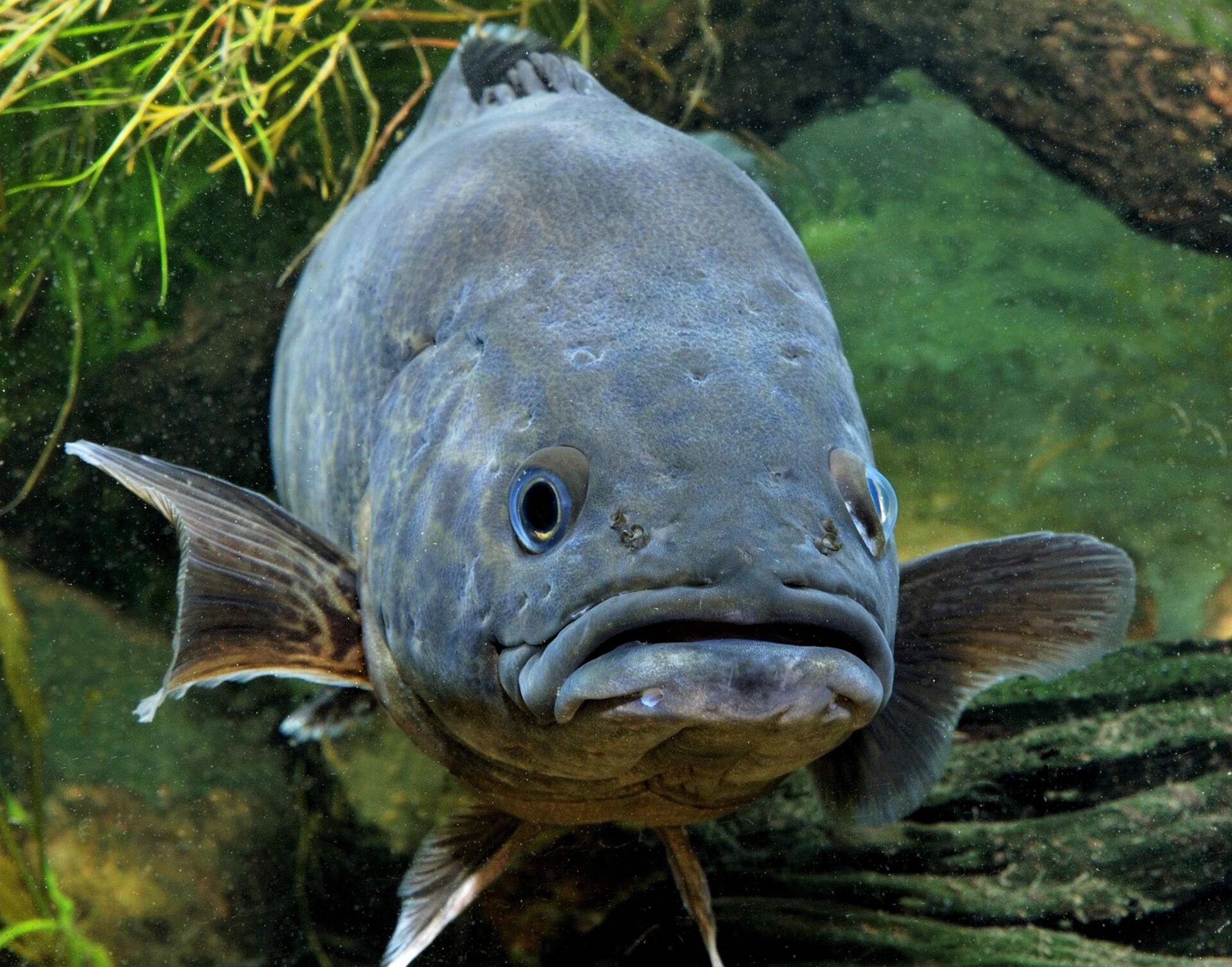 Fishing ban to protect endangered cod begins