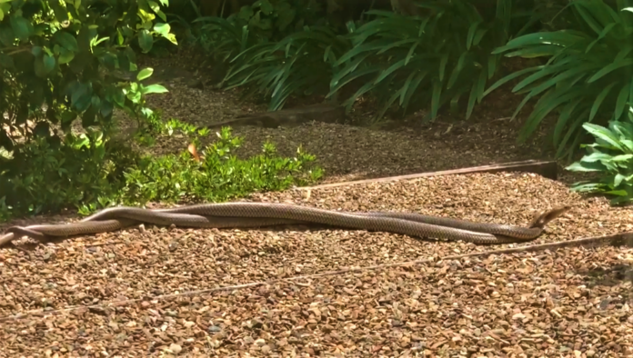 Snakes alive! Reptiles spring into breeding season