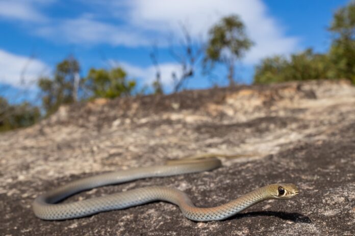 Snakes alive! Reptiles spring into breeding season