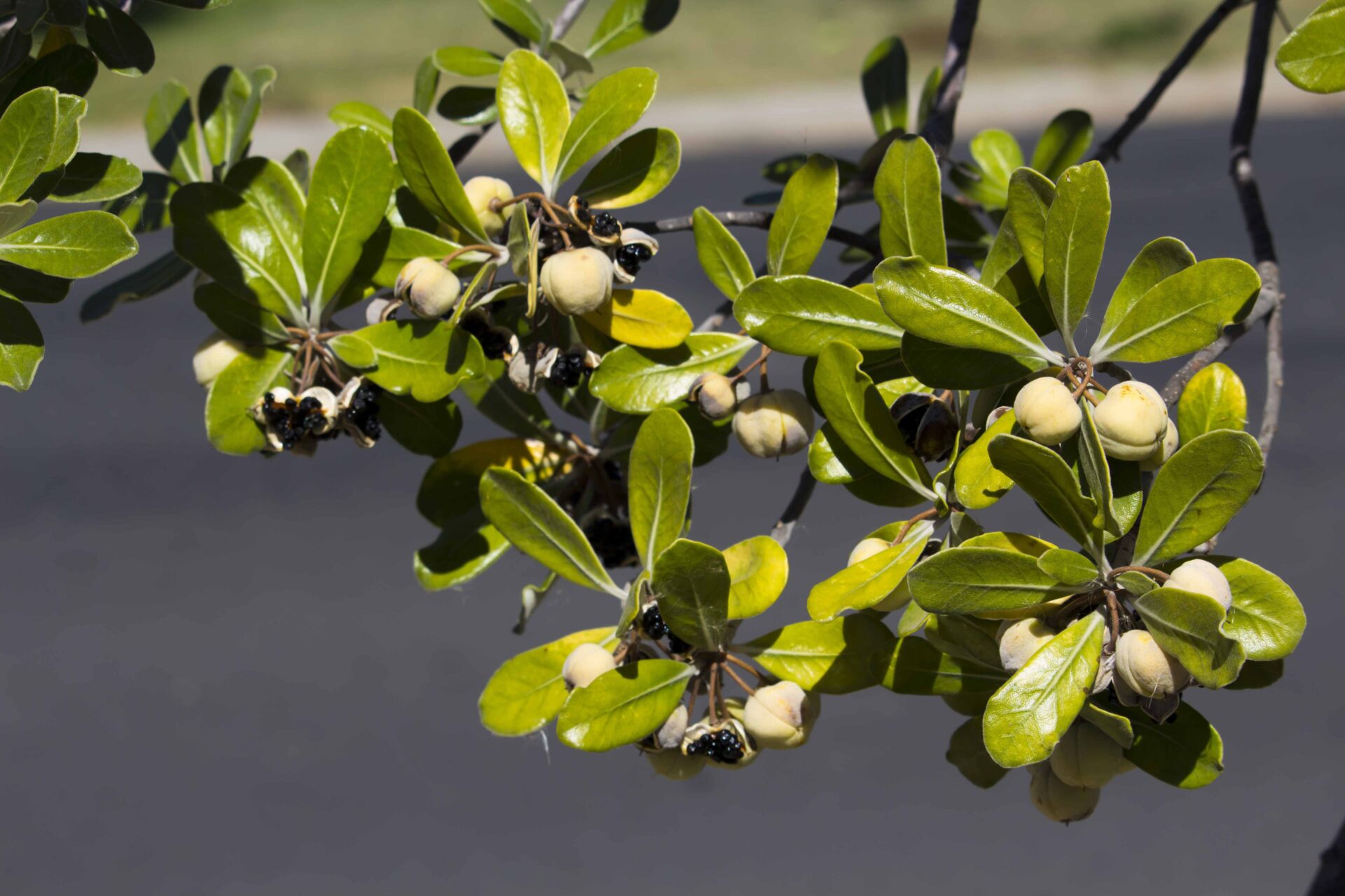 'Very irritating': notorious itchy bomb tree removed
