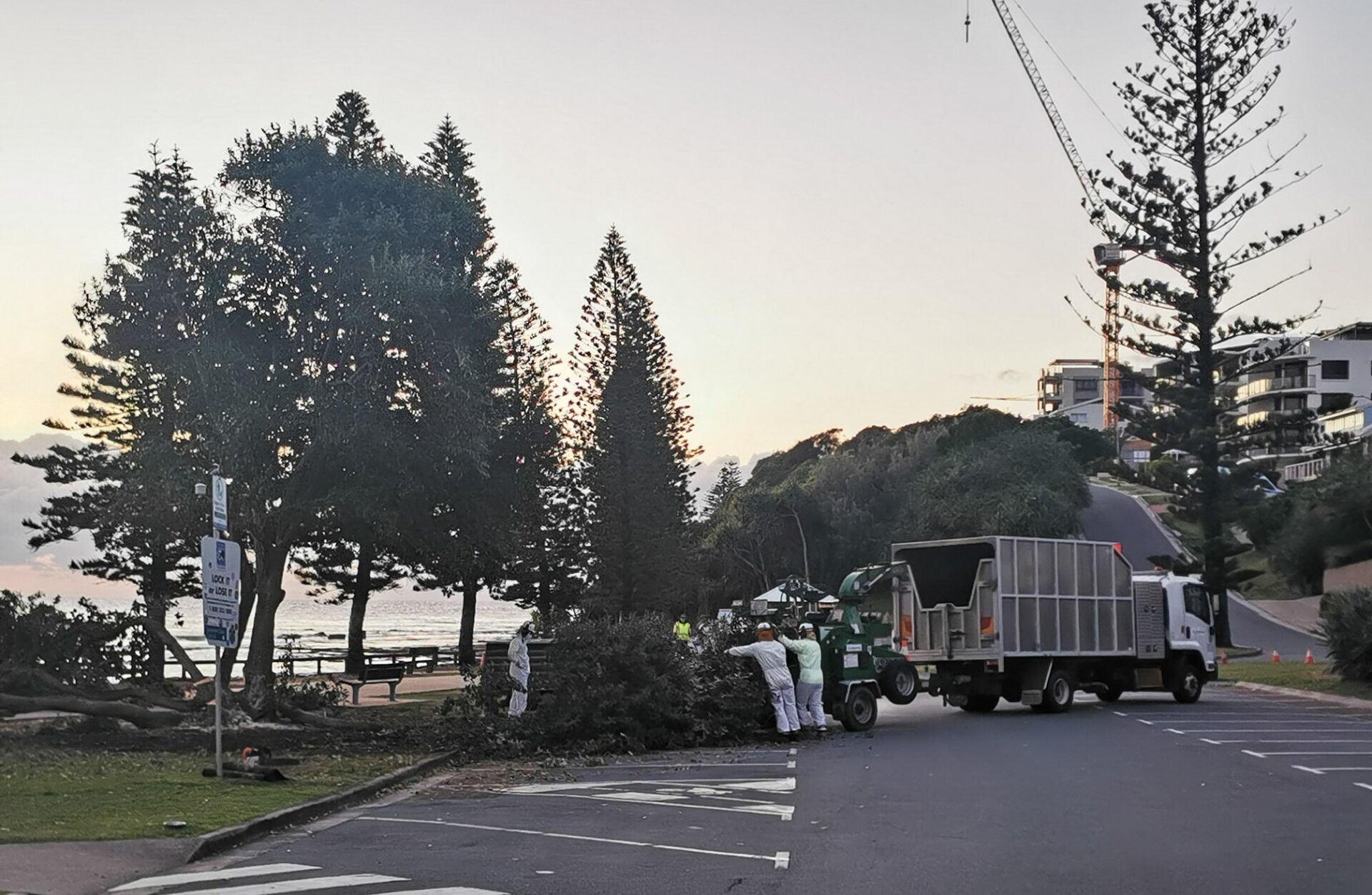 'Very irritating': notorious itchy bomb tree removed