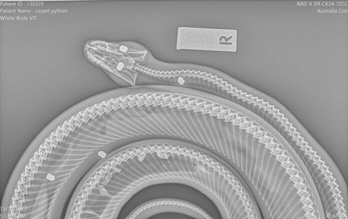 'Act of cruelty': python shot 10 times with air rifle