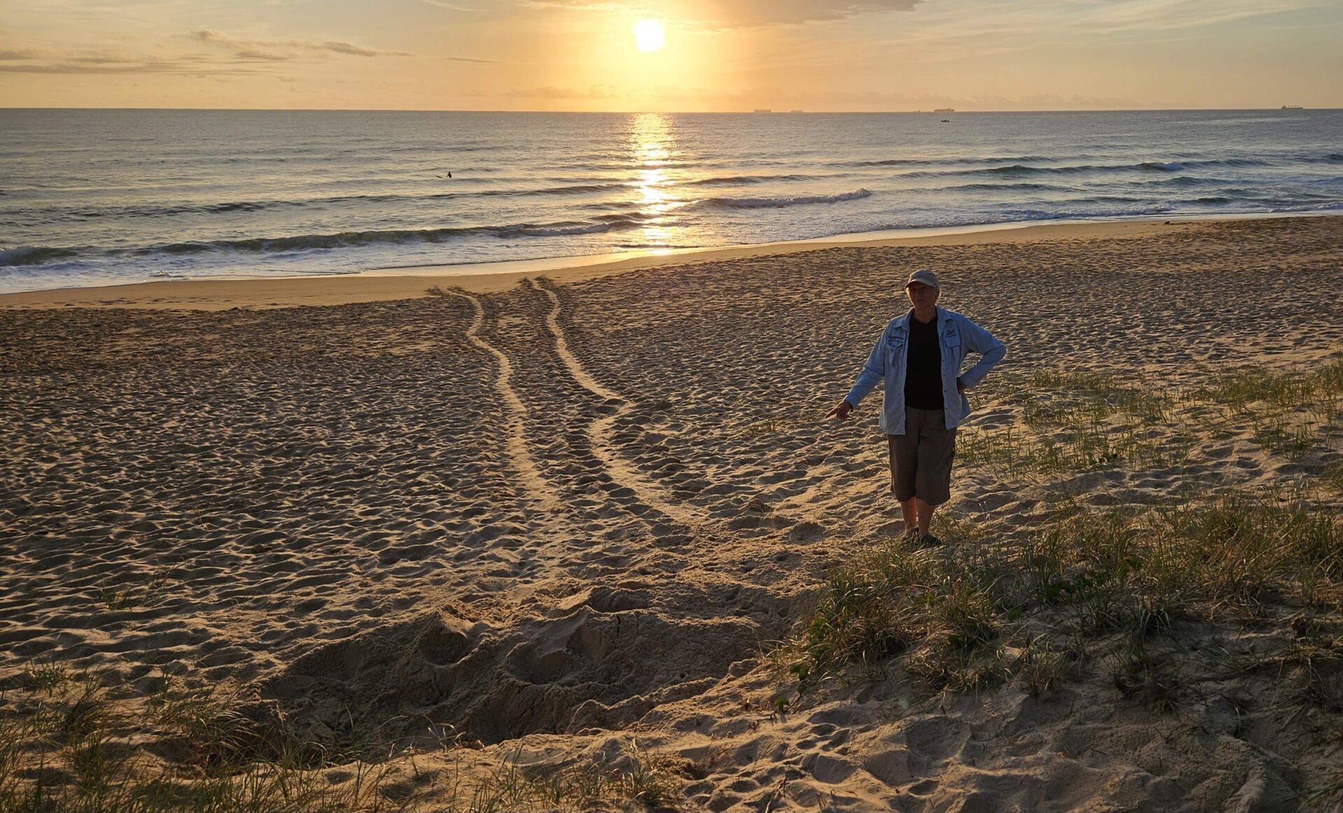On track: turtle nesting season begins