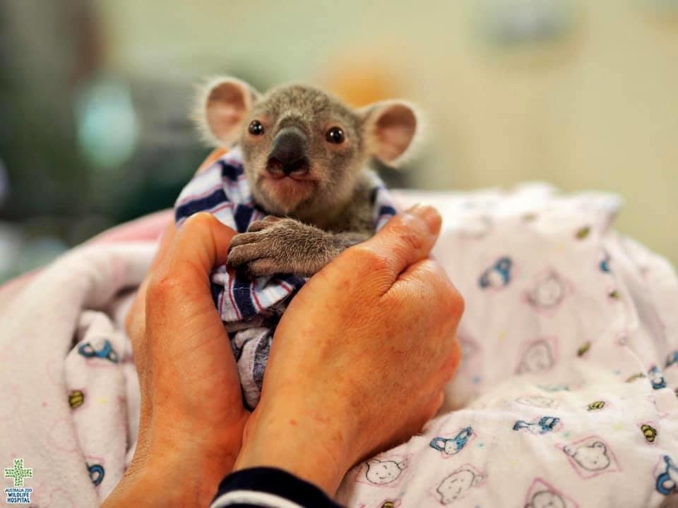 Beloved koala succumbs to injuries amid 'trauma season'