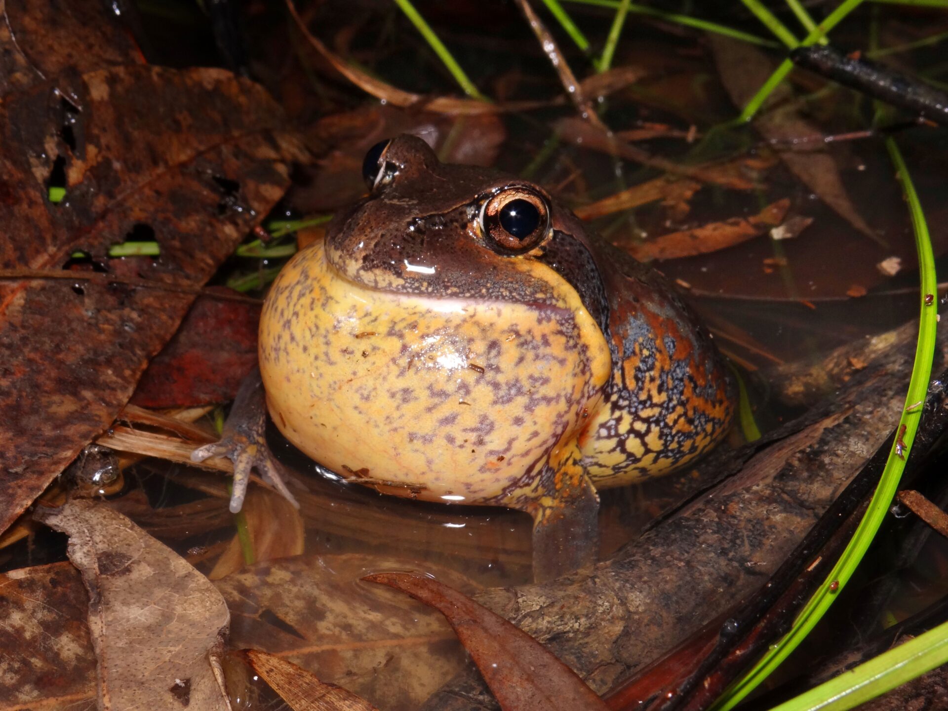 Mistaken identity: how we're inadvertently killing frogs
