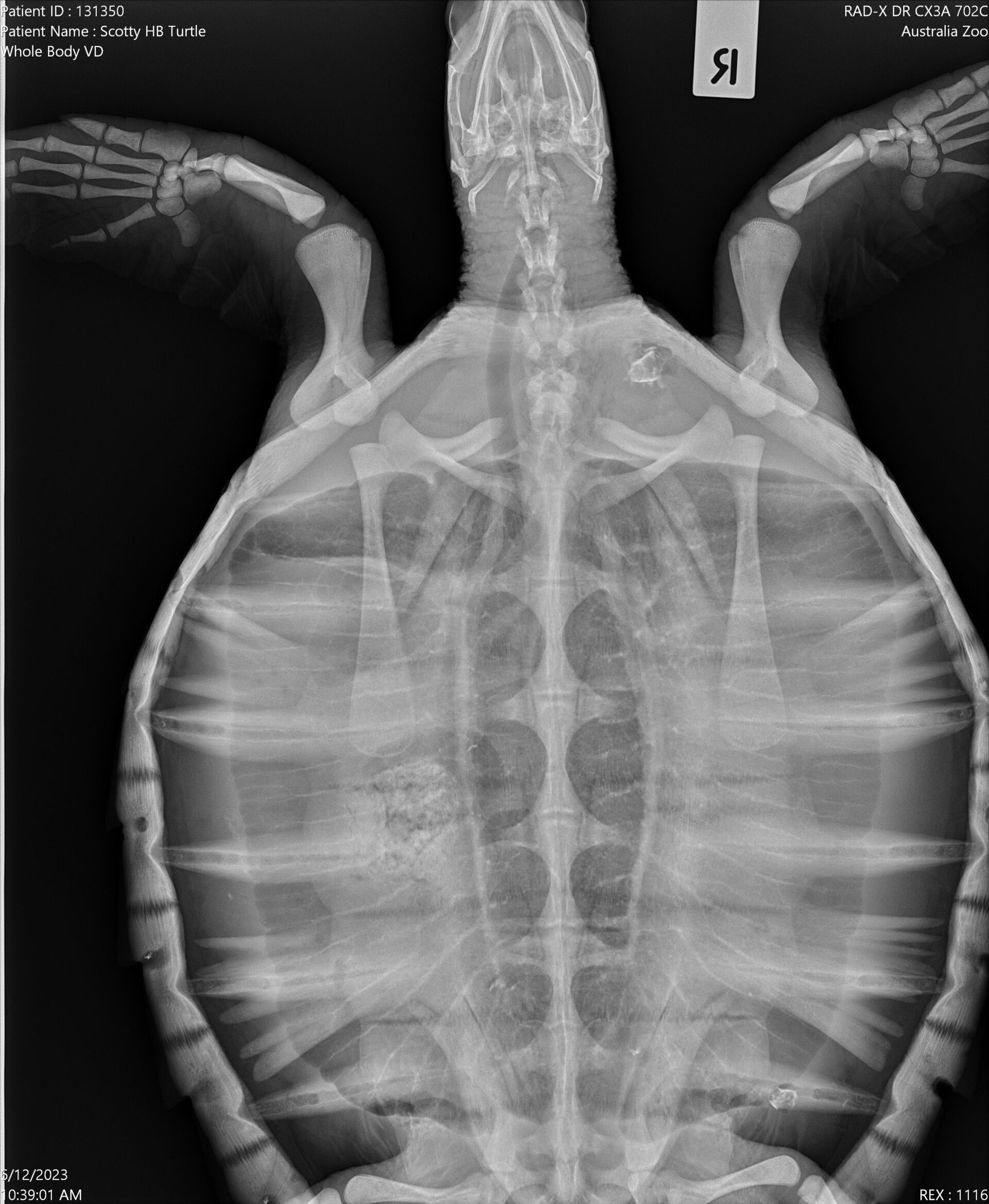 Another turtley awesome win for conservation