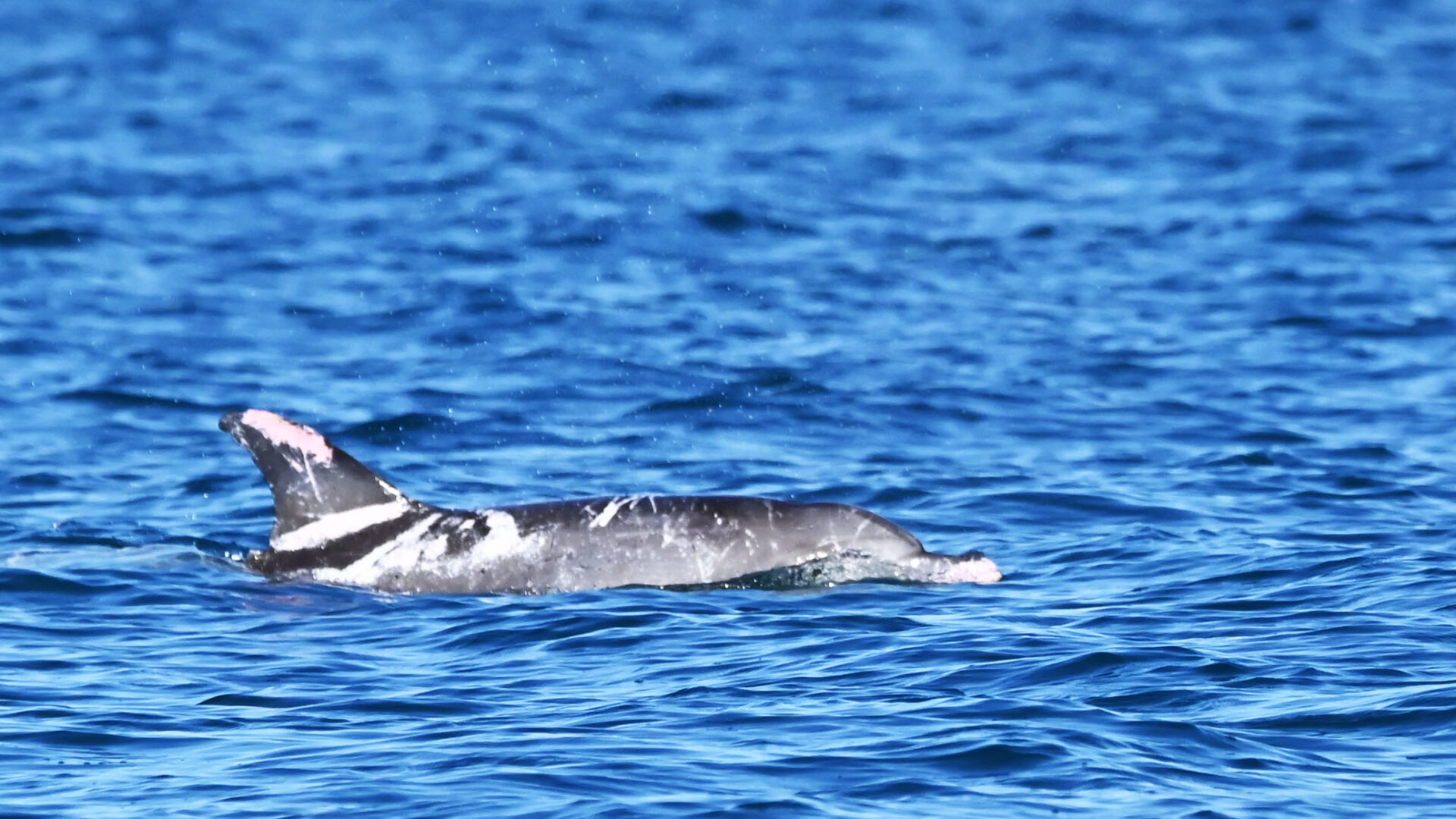 Rare dolphin photographed off coast for first time