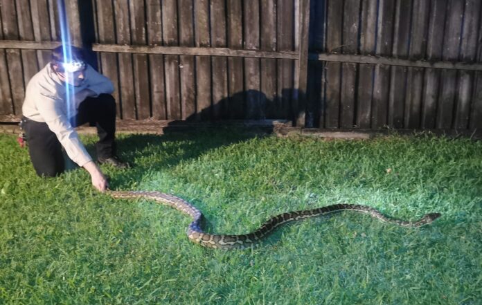 Measuring up: Coast snake among longest ever rescued