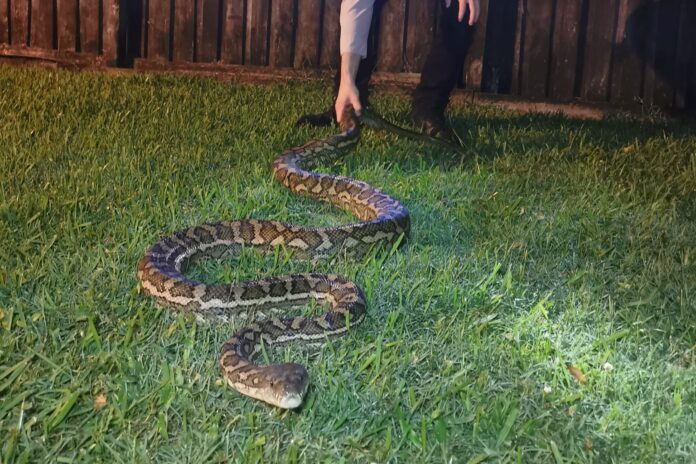 Measuring up: Coast snake among longest ever rescued