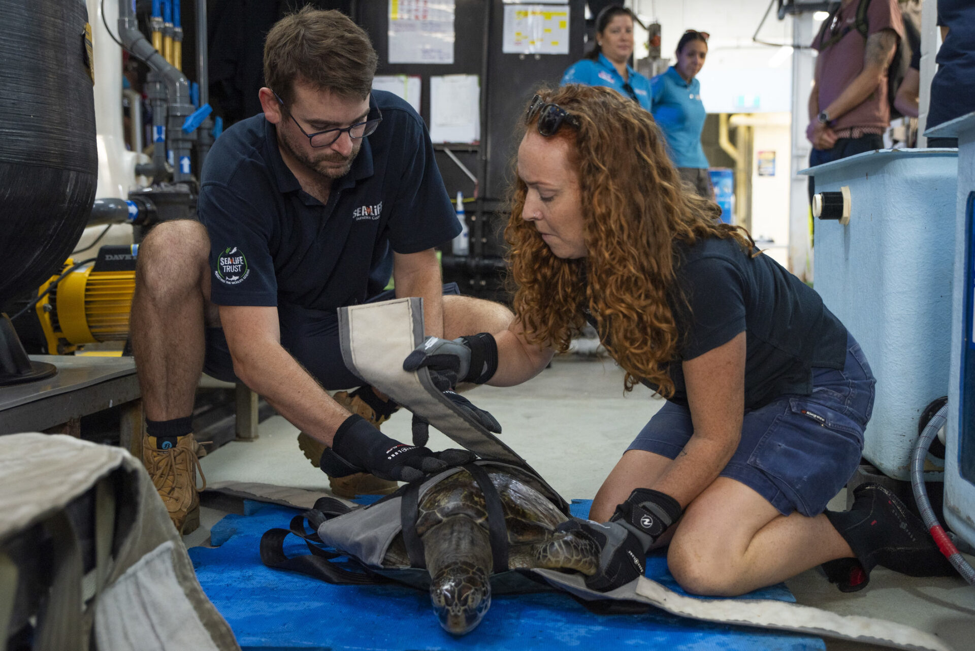 Free Willy! Vulnerable turtle released after rehab