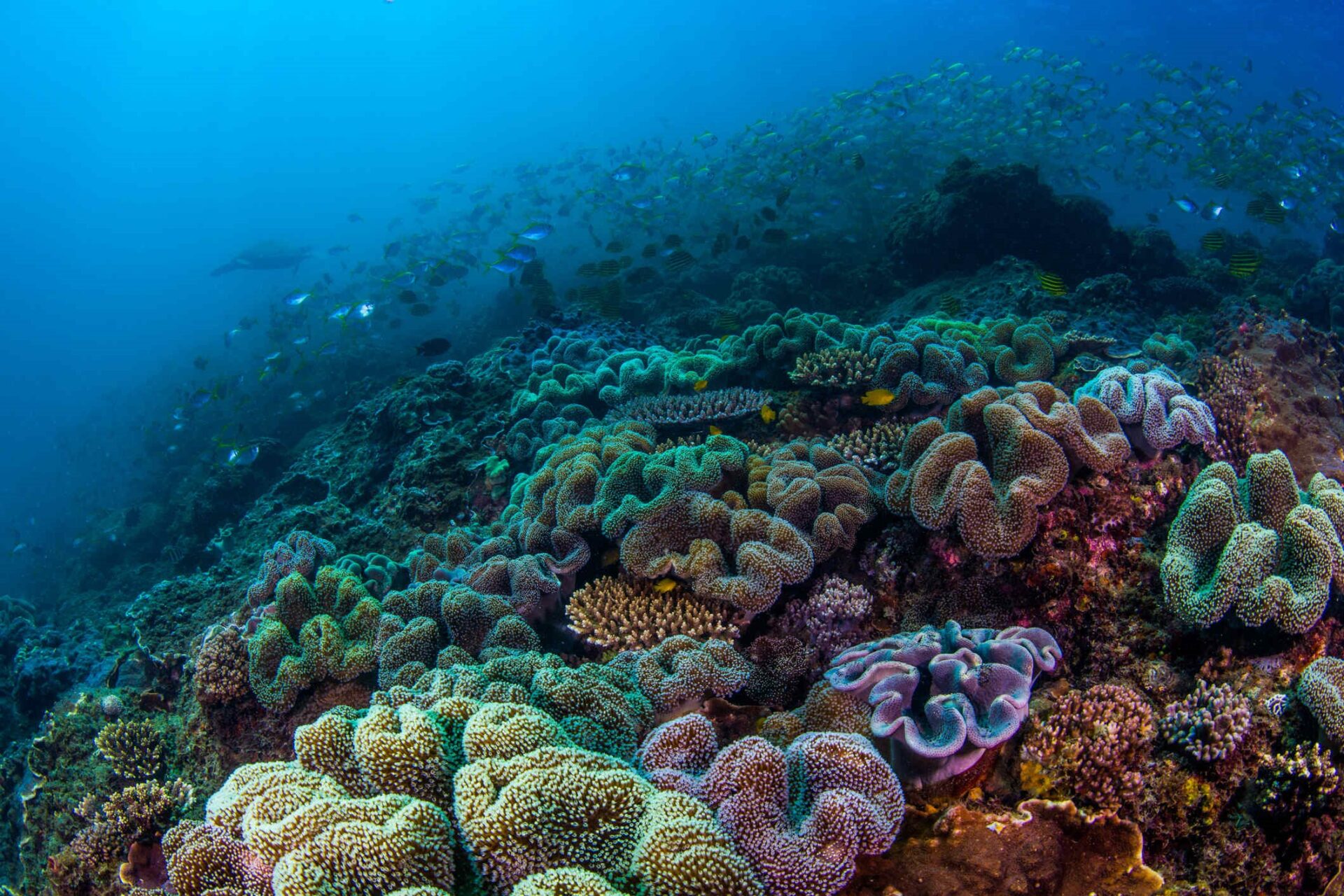 Call for moorings off iconic island to protect reef