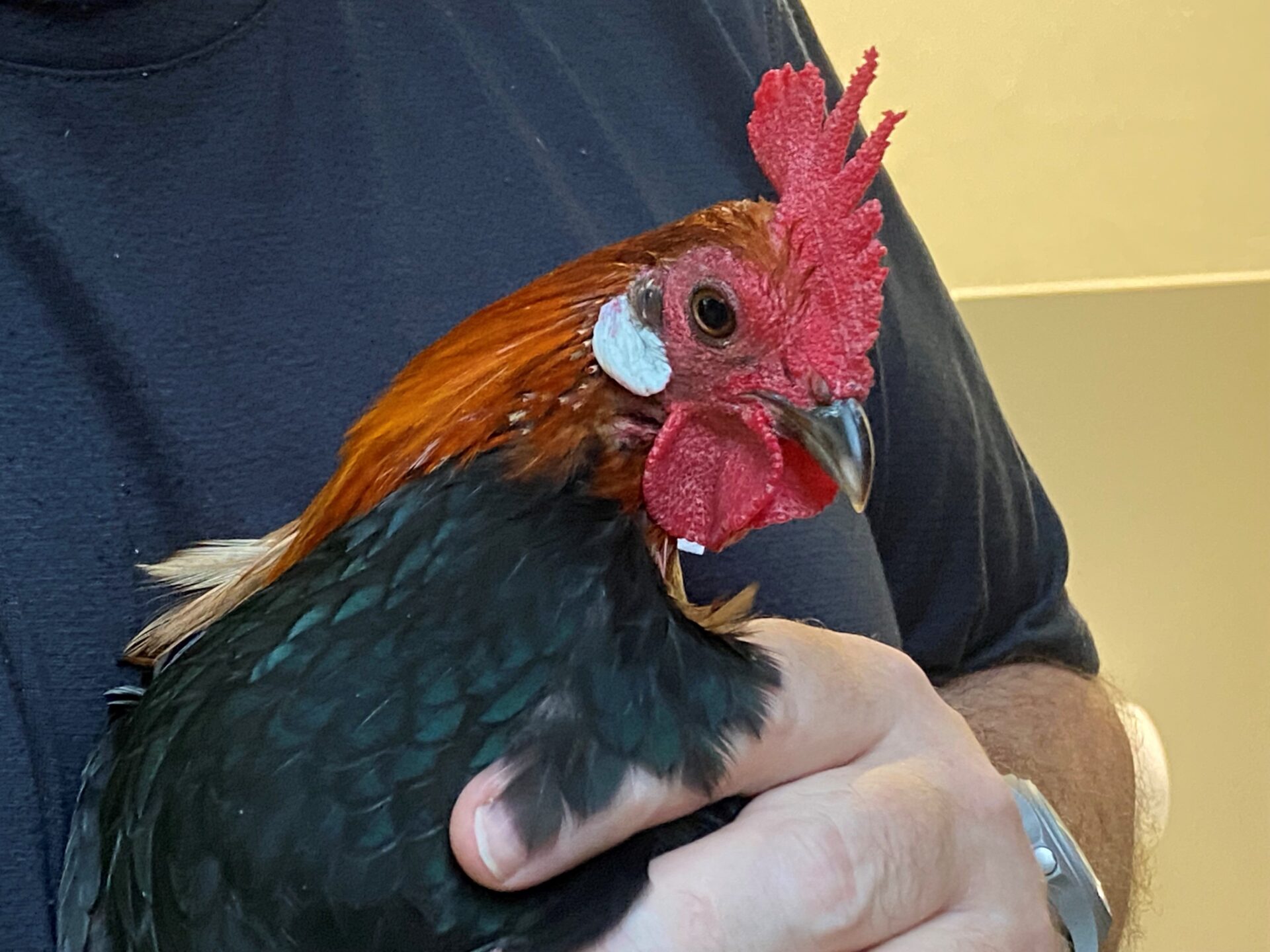 Time comes for kids' good lookin' rooster to move on