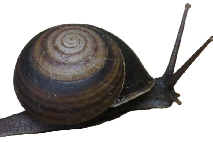 Wildlife warrior honoured with naming of new species