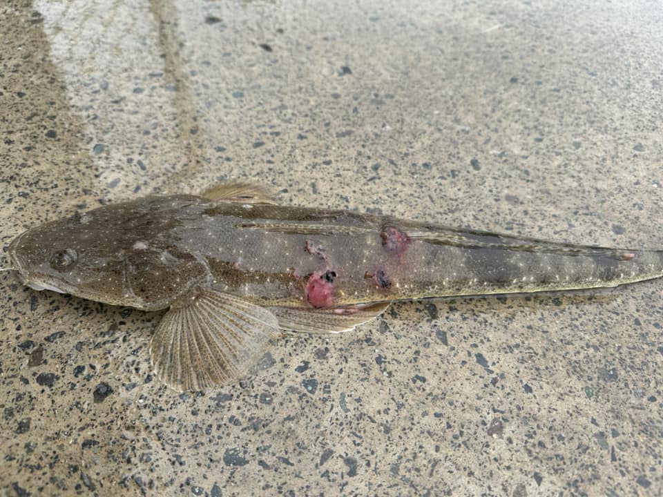 Anglers report catching fish with unsightly disease