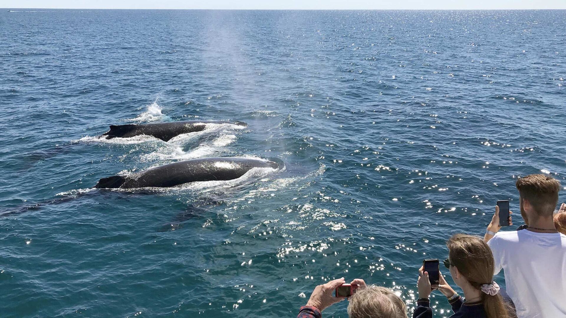 Humpback highway: whales on their way