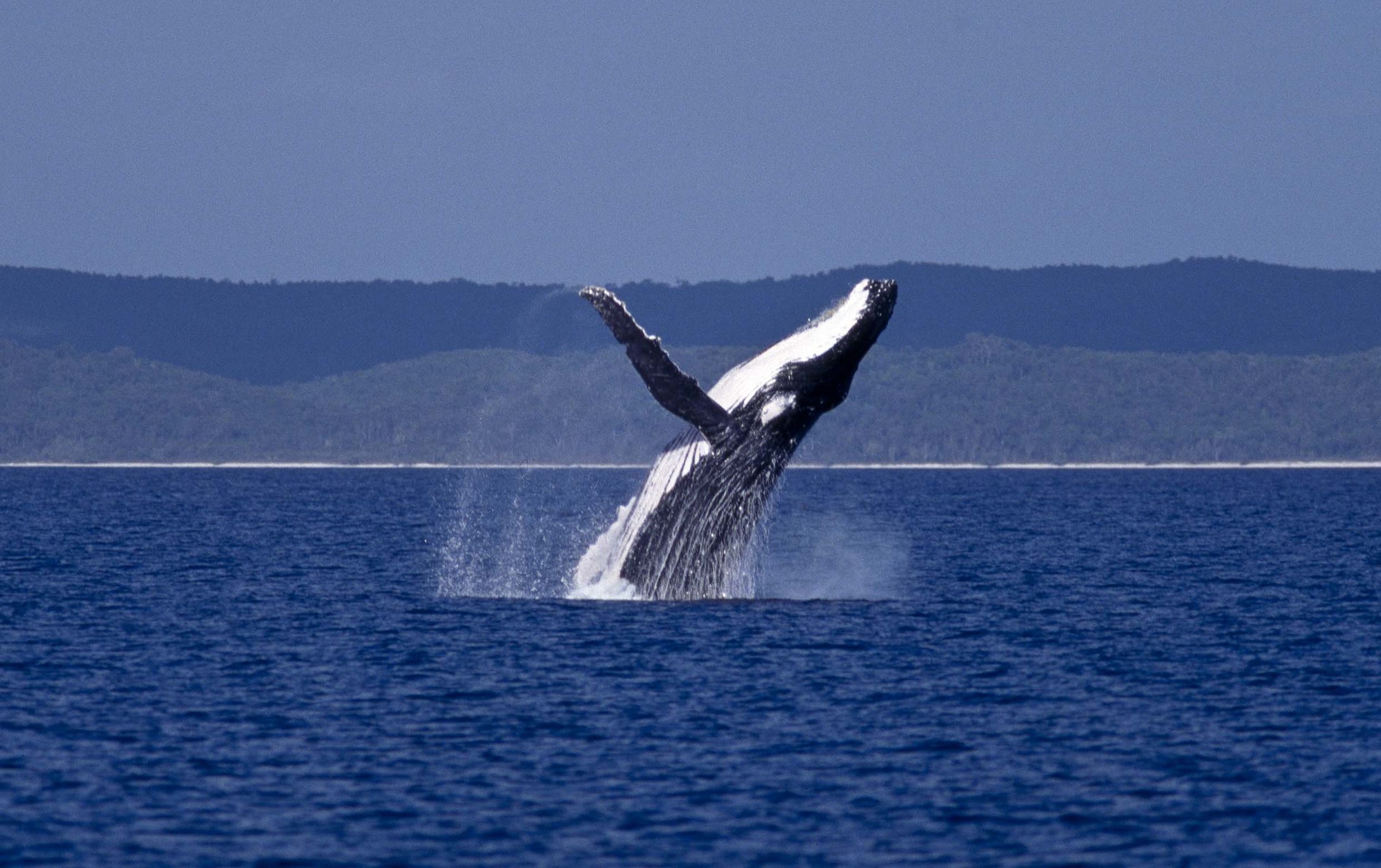 Humpback highway: whales on their way