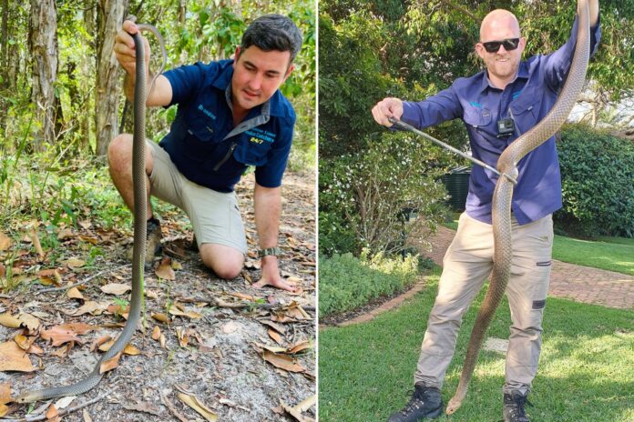 'What a unit': catchers busy with 'snake bonanza'
