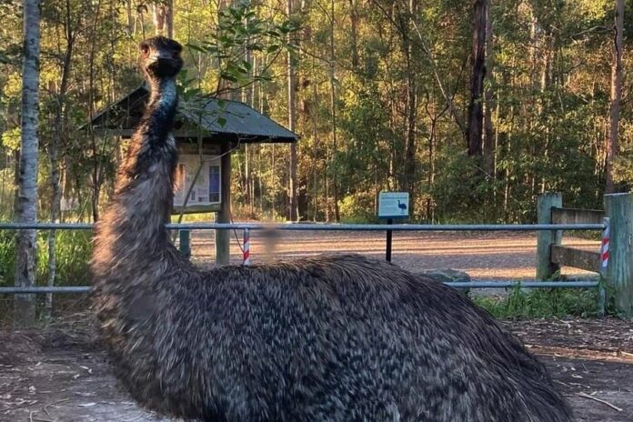 Rangers consider options after reported emu attack