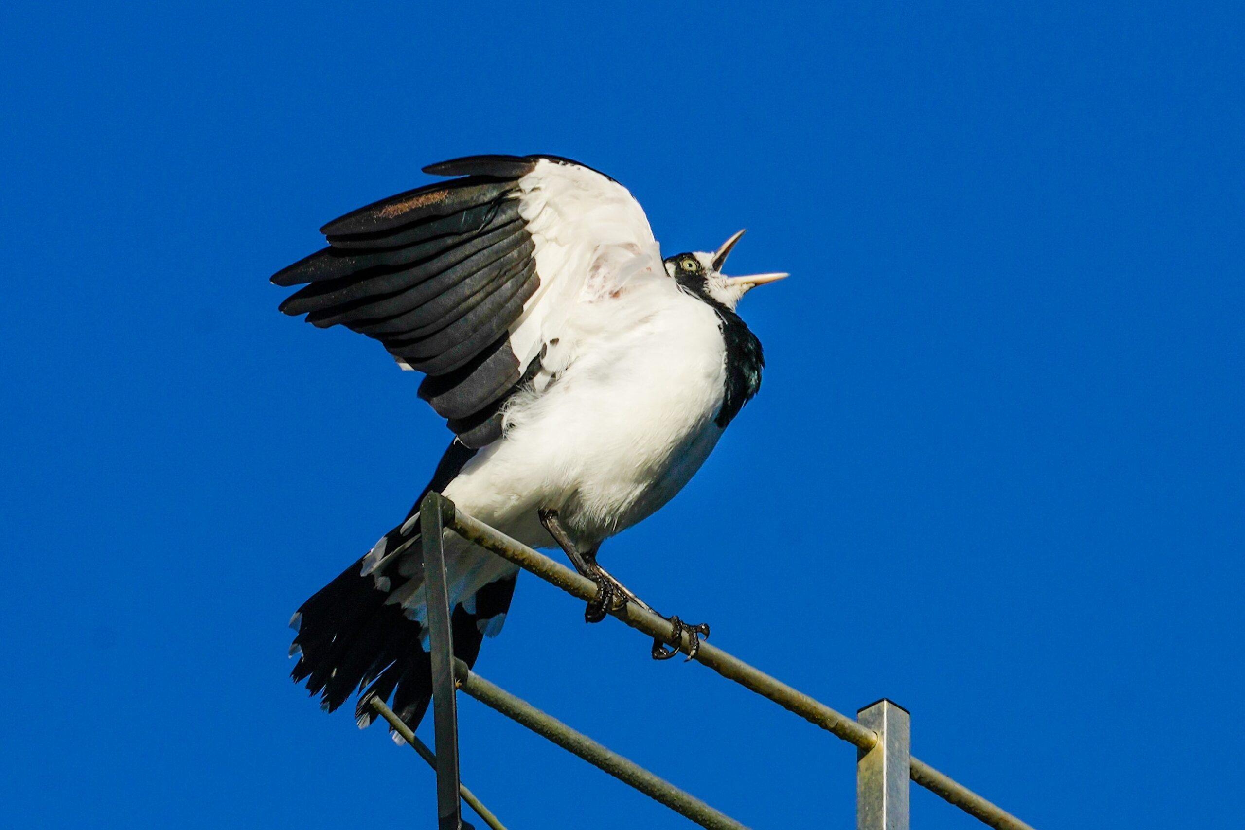 Photo of the day: happy peewee