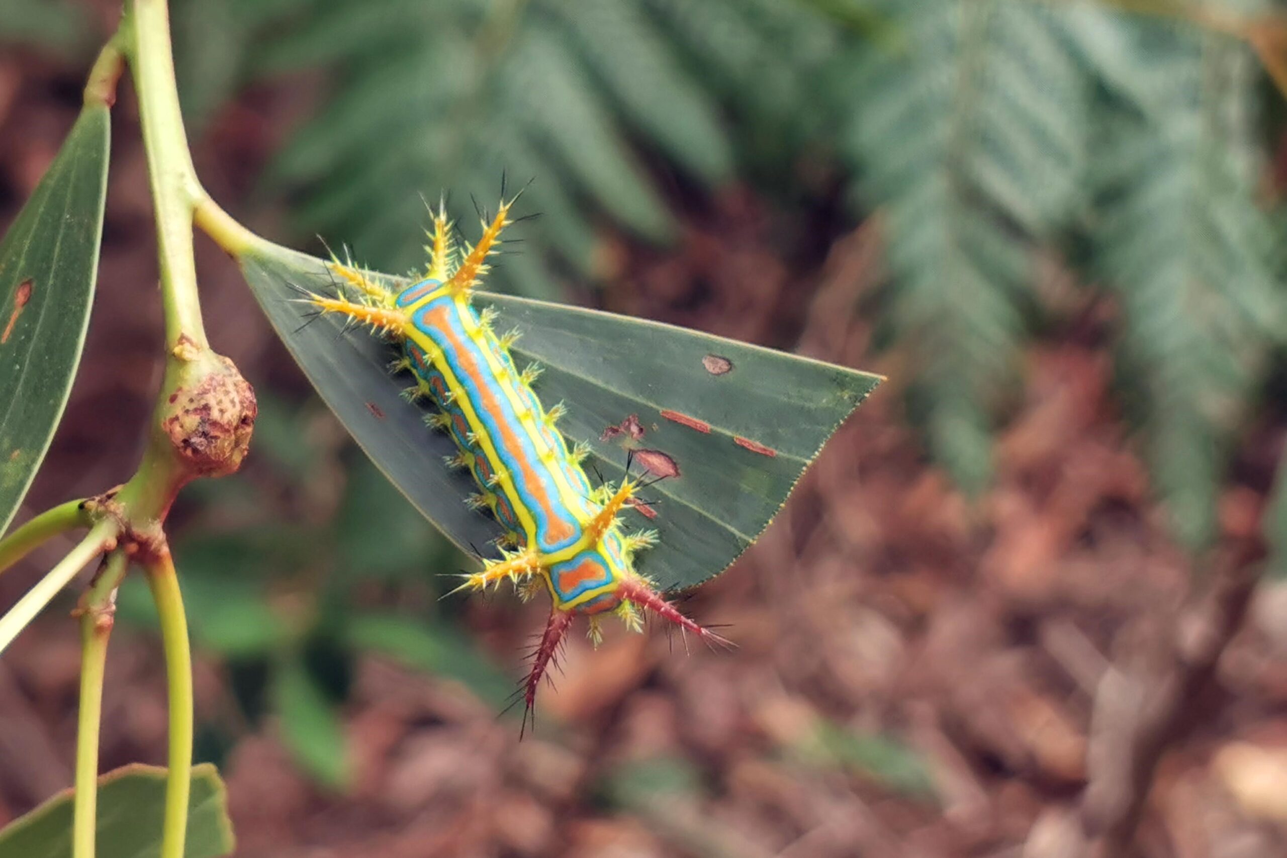 Photo of the day: colourful creature