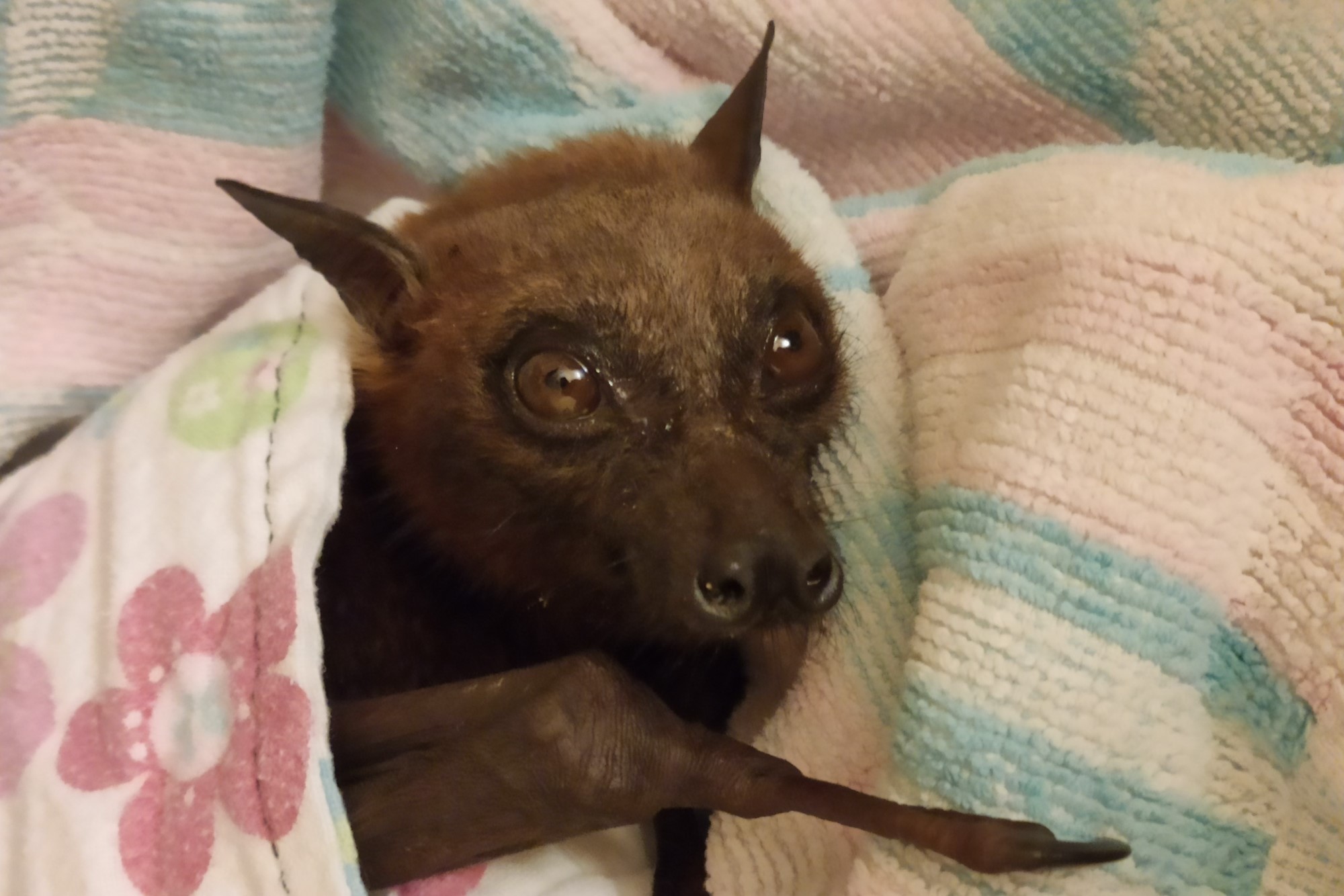 Mystery flying fox and bird illness under investigation