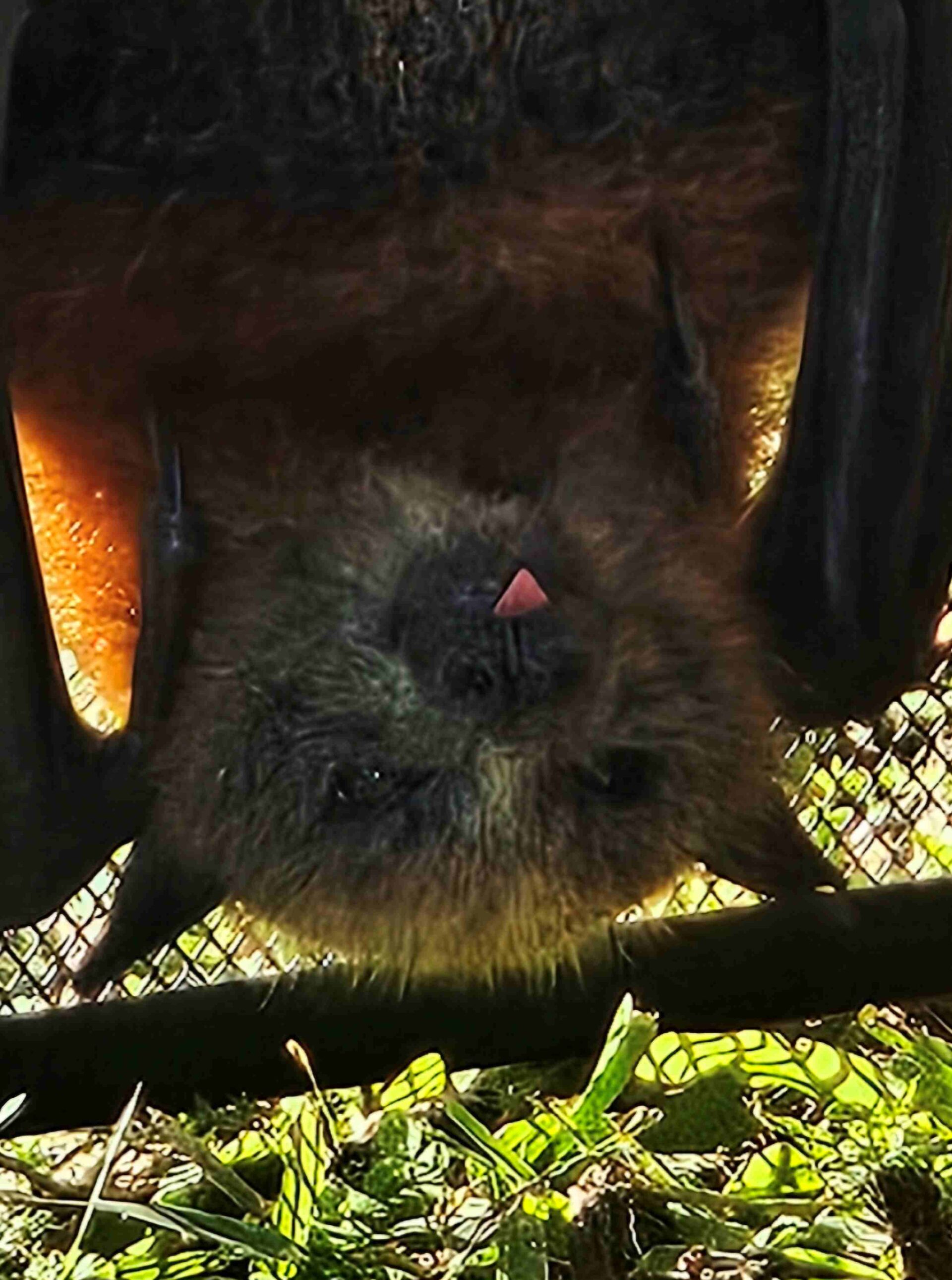 Mystery flying fox and bird illness under investigation